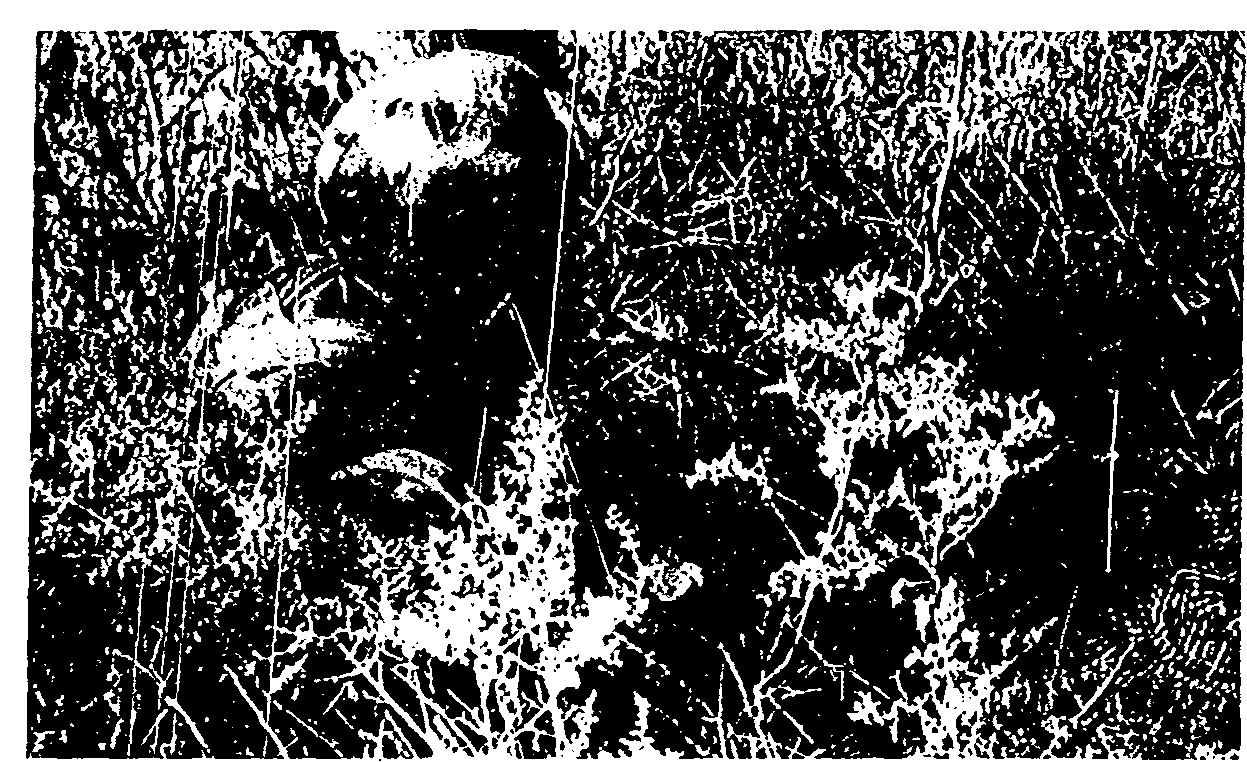 Recon-Pull - Marine Corps Association